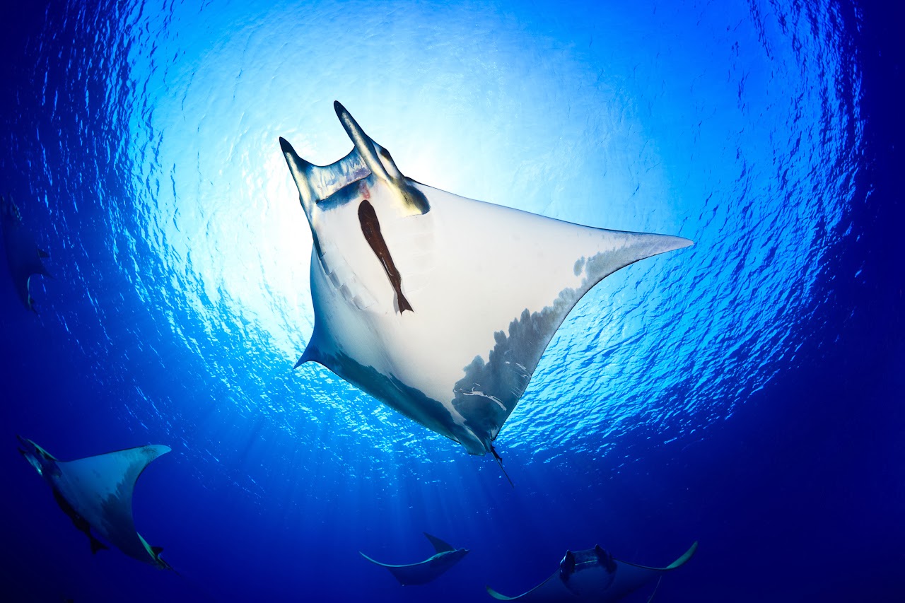 Devil Ray - Fishes World - HD Images & Free Photos