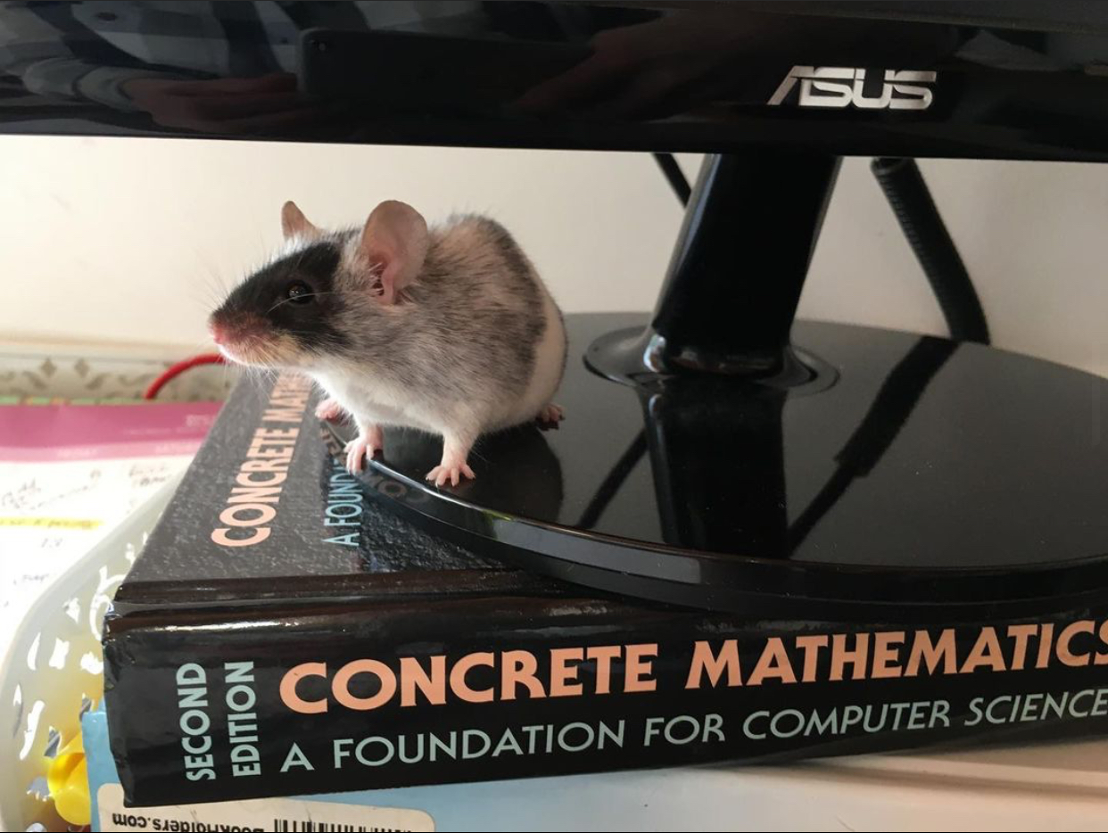 Rattie Ratz Rescue: A Big Personality in a Small Package