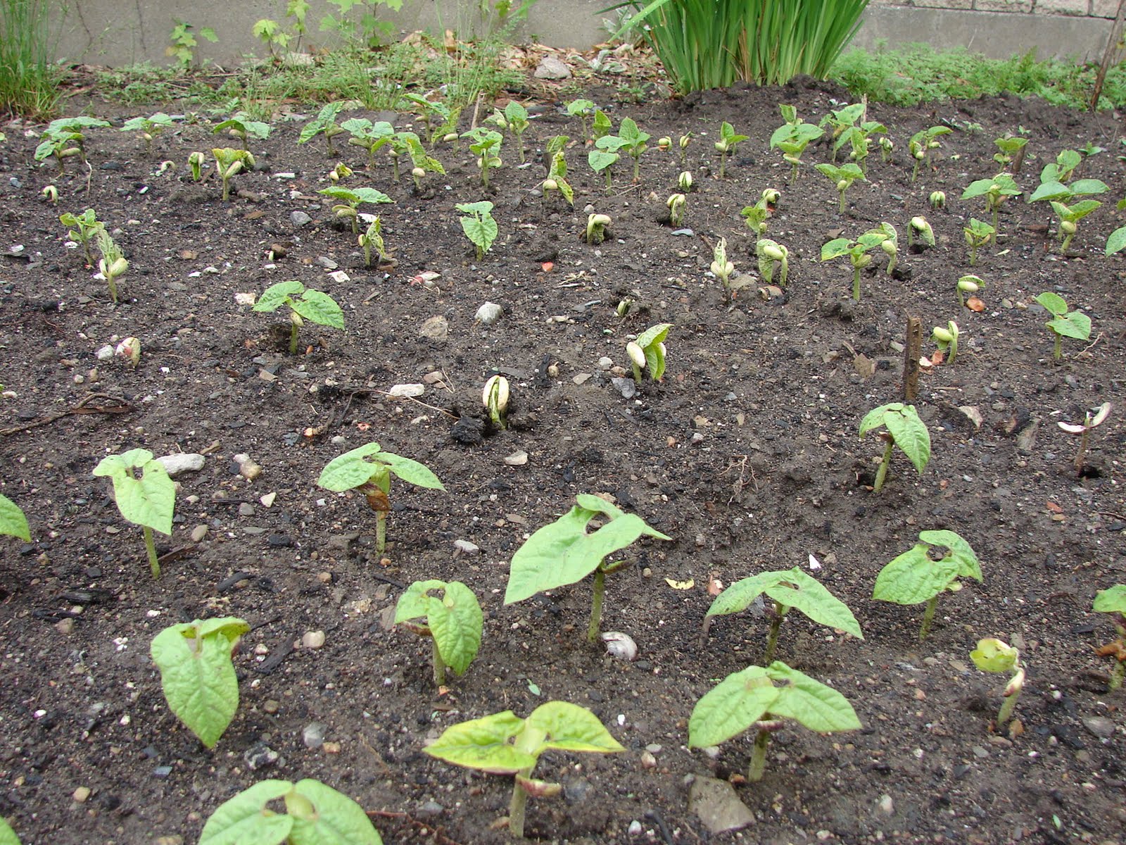 The Metro Gardener: The Urban Bean Patch