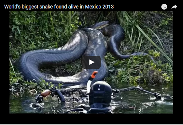 Giant Anaconda Attack Human Real Fight | Snake Vs Human | EXCLUSIVE ...