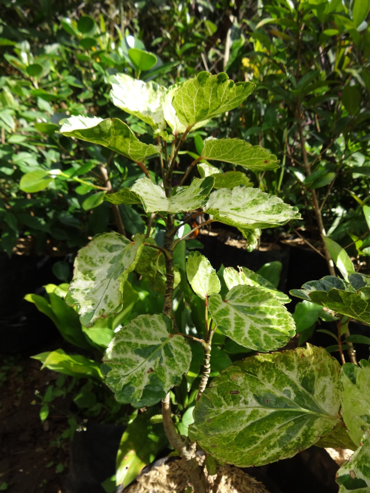 Herbs from Distant Lands: Polyscias fruiticosa - Ming Aralia, Polyscias ...