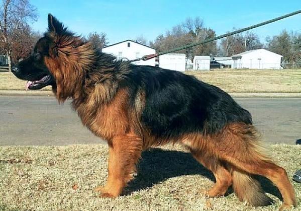 5 Different Types Of German Shepherd Breeds & Their Features