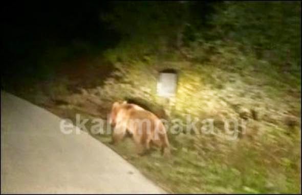 ΑΔΕΣΠΟΤΗ ΖΩΗ