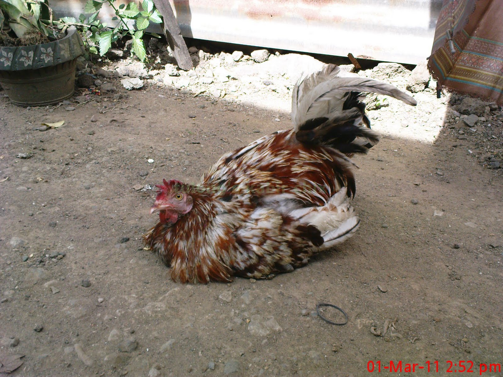 Kabir Chiken: Two Months Old Kabir Chicken