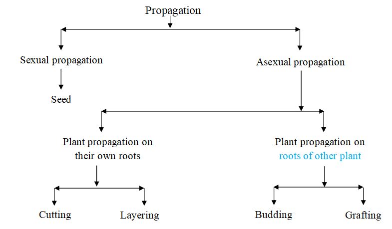 Types of Plant Propagation