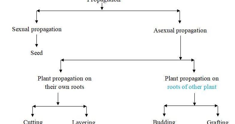Types of Plant Propagation - Agriculture2u.com by Subhrajyoti's ...