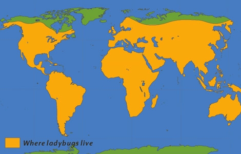 About Animal Ladybug - Animals Point | DaddyFile