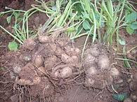 Cara Budidaya Tanaman Kentang yang Cepat Panen