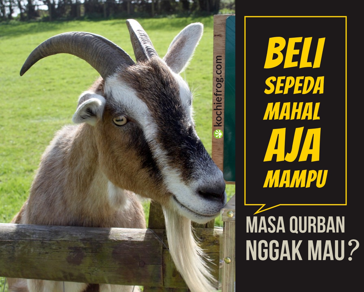 69 Meme Sapi Qurban Lucu