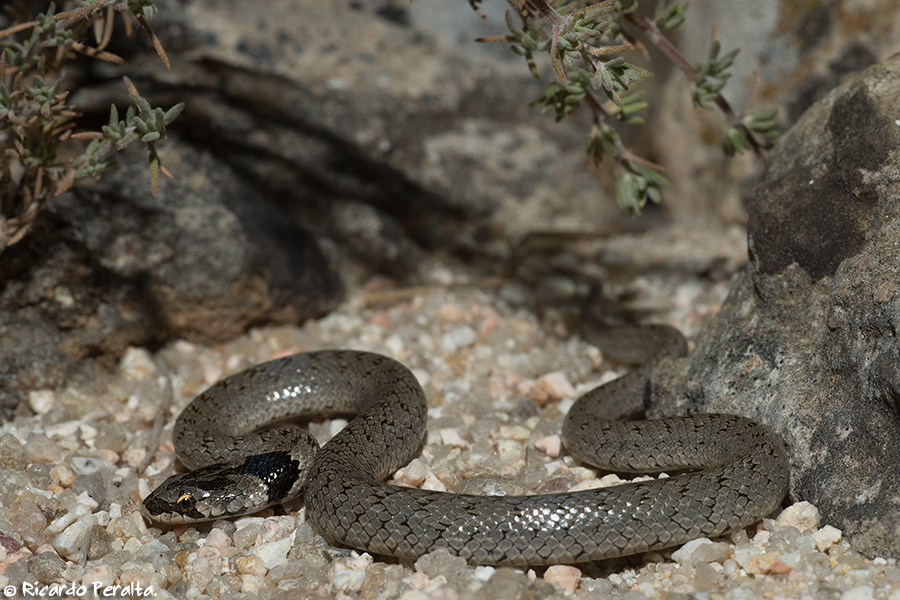 Ricardo Peralta. Fotógrafo de Naturaleza: Culebra de Cogulla