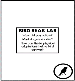 Creative Classroom Core: All About... Animal Adaptations: Bird Beak Lab