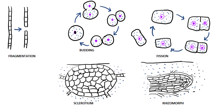 Fungi Phycomycetes Ascomycetes Basidiomycetes | Upgrading Biology