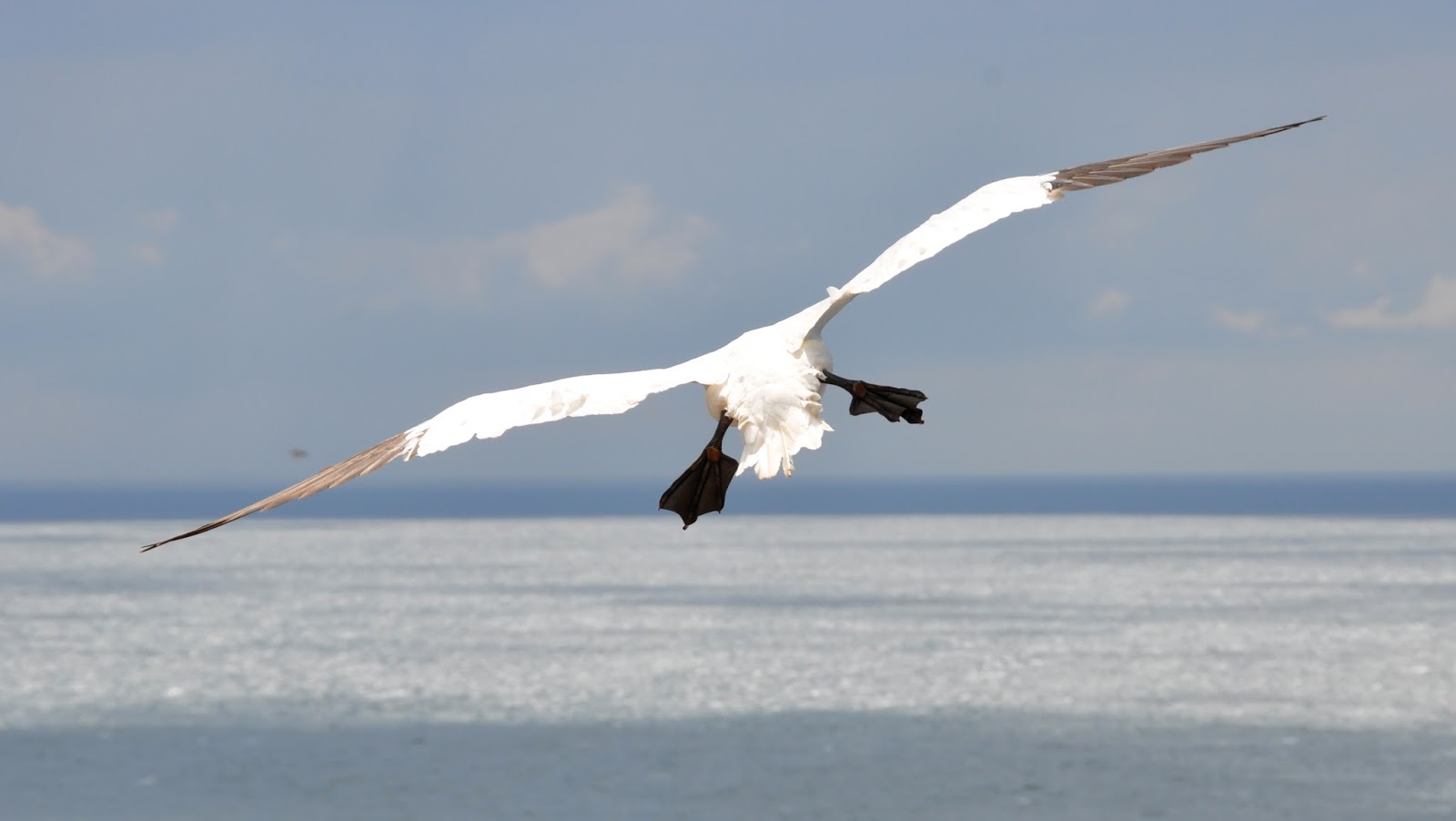 Just A Feeling Let s Fly just-a-feeling-let-s-fly