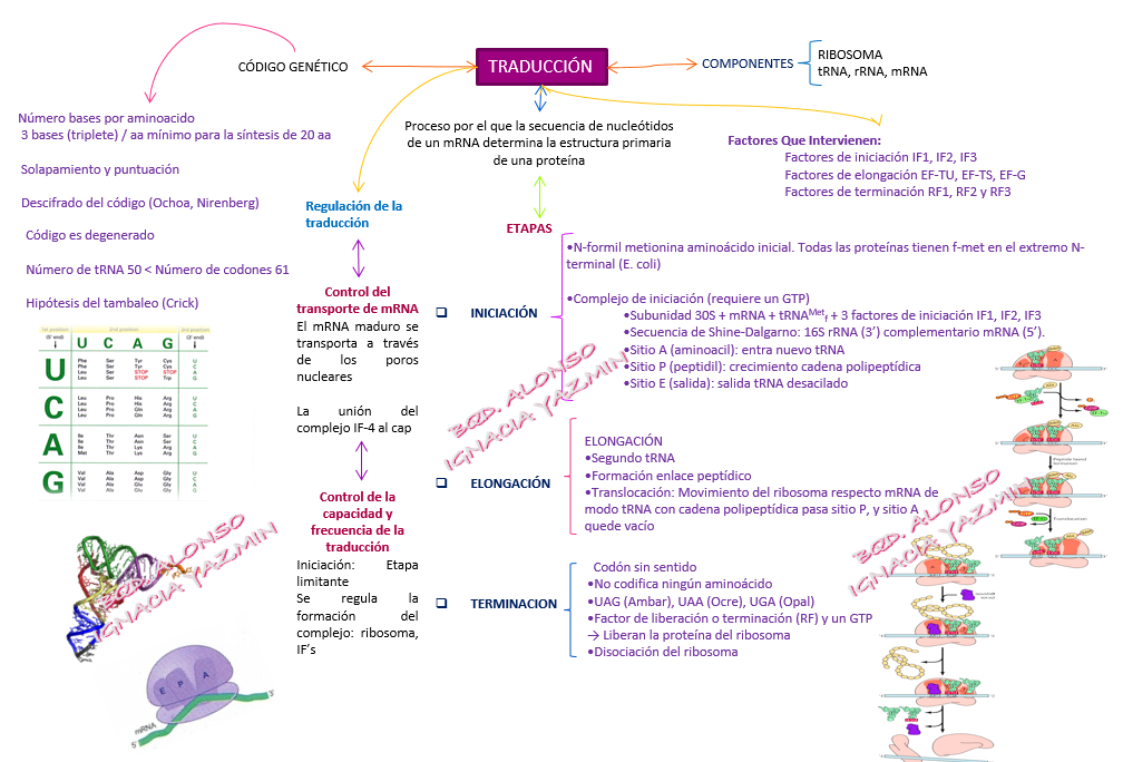 Bioquímica Diagnóstica BQD-YAI: DNA