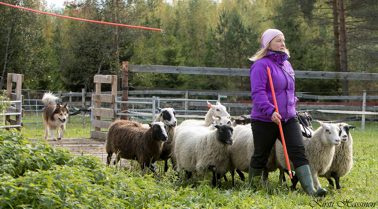 Maatiaismuori: Pohdiskelua paimennuksesta
