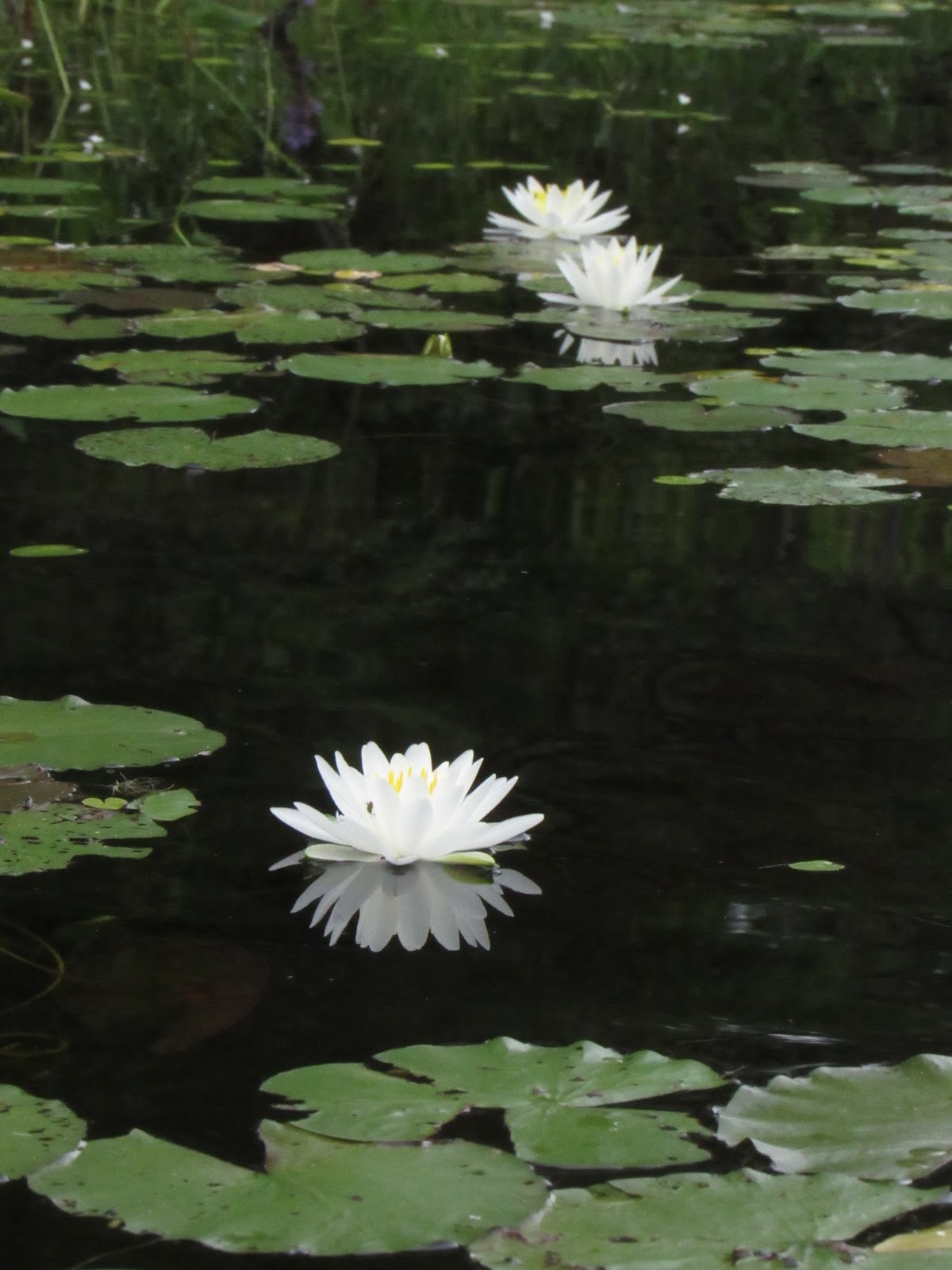 Recreational Kayaking in Maine: Pitcher Pond, Lincolnville