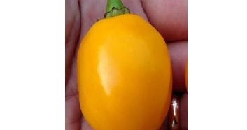 LICORES BARAÑANO: AGUARDIENTE DE JOBITO