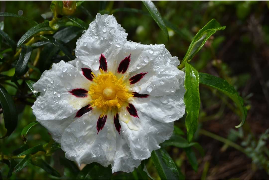 Viva VALE DA CARREIRA, aldeia de Proença-a-Nova!: As Flores de Esteva e ...
