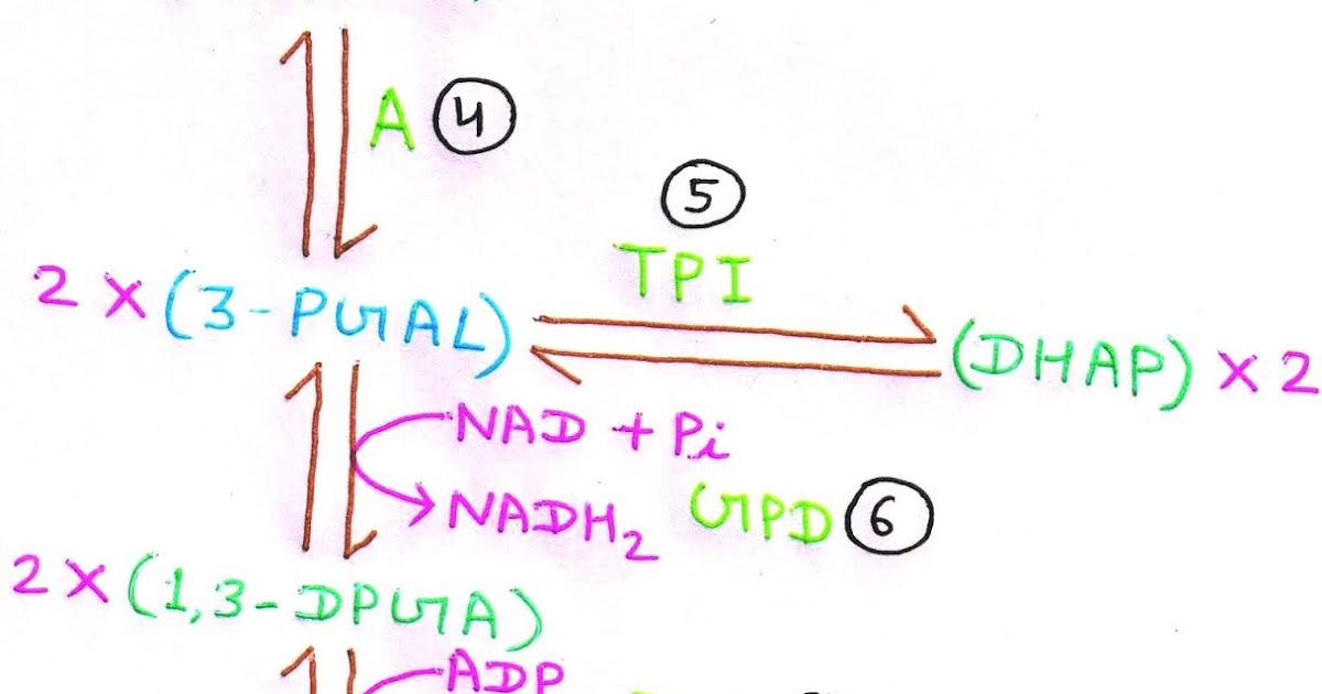 Respiration: Glycolysis, TCA Cycle and ETS