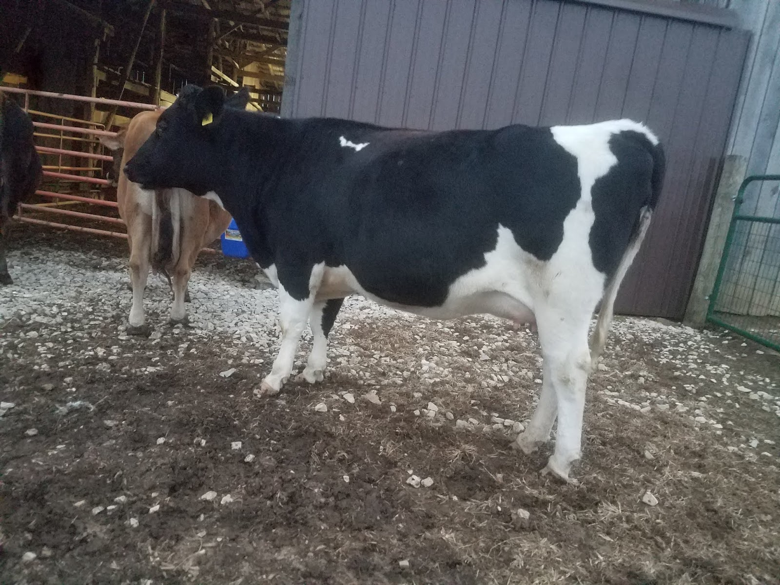 Confessions of a Crazed Cattlewoman: Bucking Baby Bull