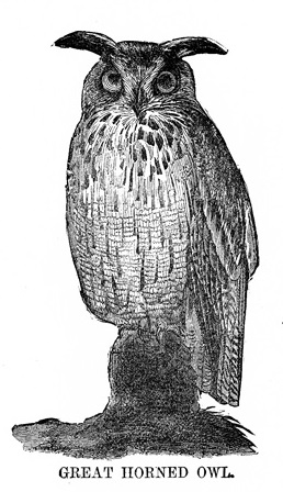 bumble button: ~Victorian Prints & Pictures of Owls