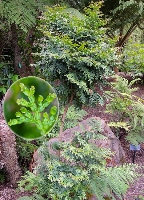 Calocedrus rupestris Aver. H.T. Hiep&L.K.Phan