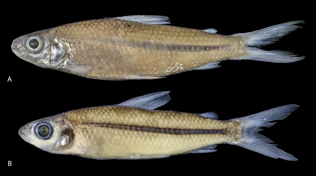 Species New to Science: [Ichthyology • 2018] Cyphocharax muyrakytan • A ...