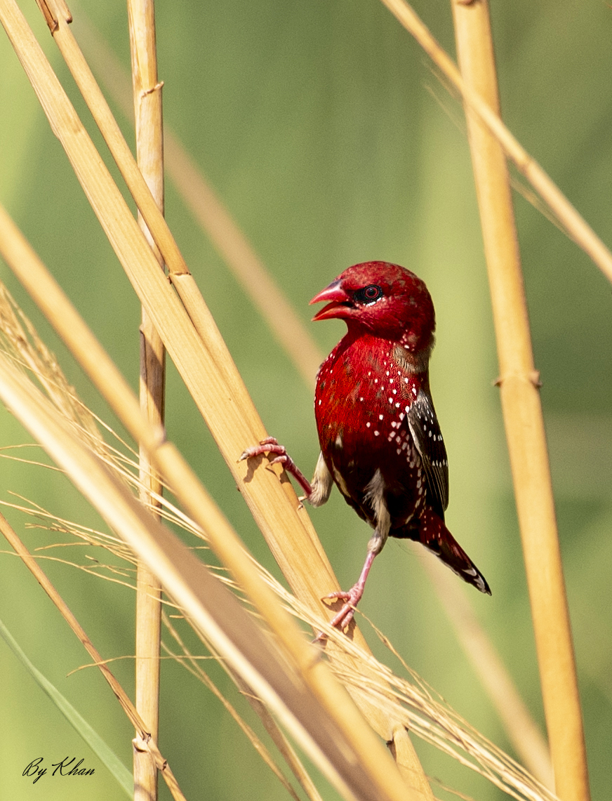 Birds of Saudi Arabia: Red Avadavat at Al Hair – Bird record by Munzir Khan