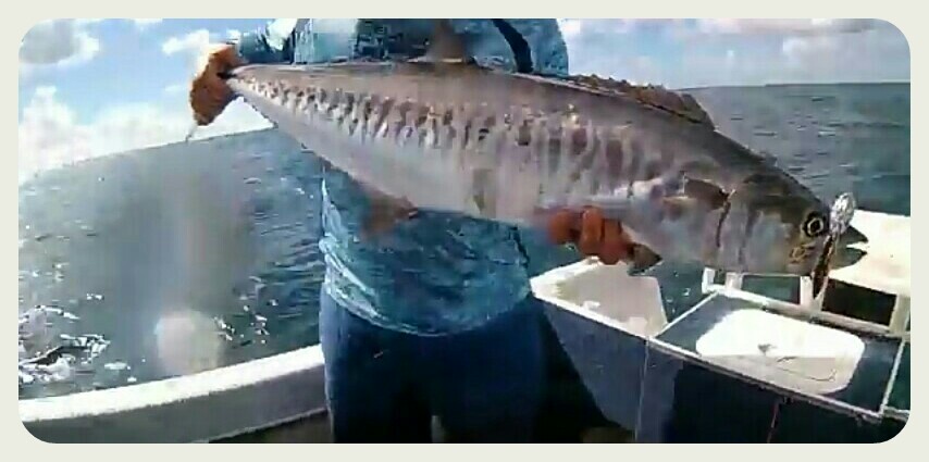 Cerita Mancing Ikan Tenggiri Karang Kroya Kepulauan Seribu - Beja-Beja ...