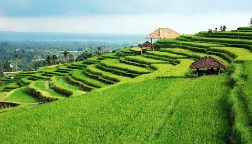 Mengenal Subak Bali Yang Menjadi Perhatian Dunia | Pengadaan (Eprocurement)