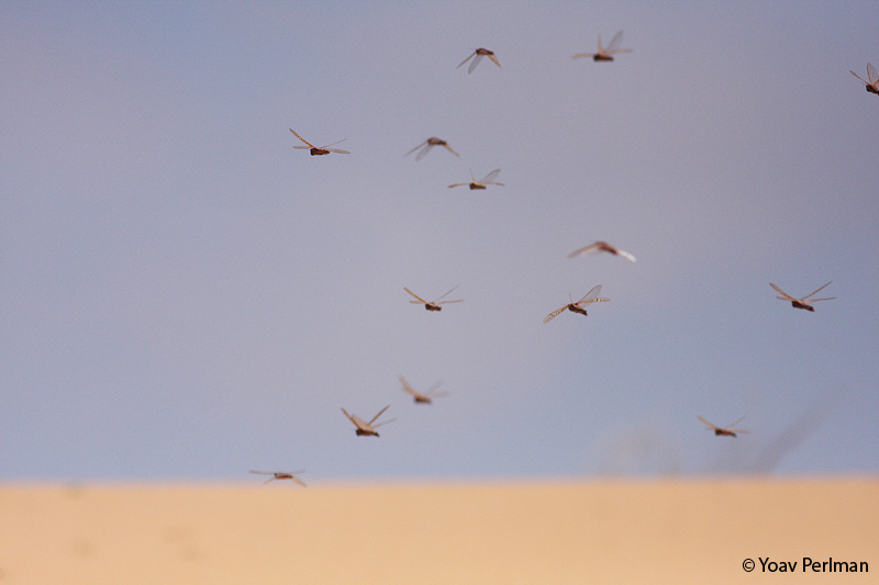 Yoav Perlman - birding, science, conservation, photography: Locust attack