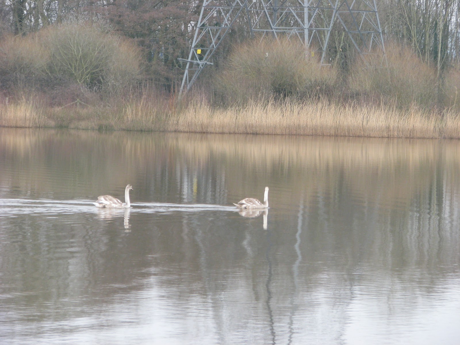 Nature Notes and Observations: Testwood Lakes Bird Hides