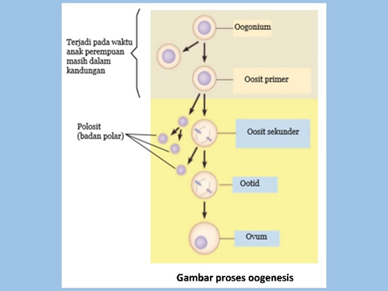 Bagaimana Spermatogenesis dan Oogenesis Terjadi - IPA MTs