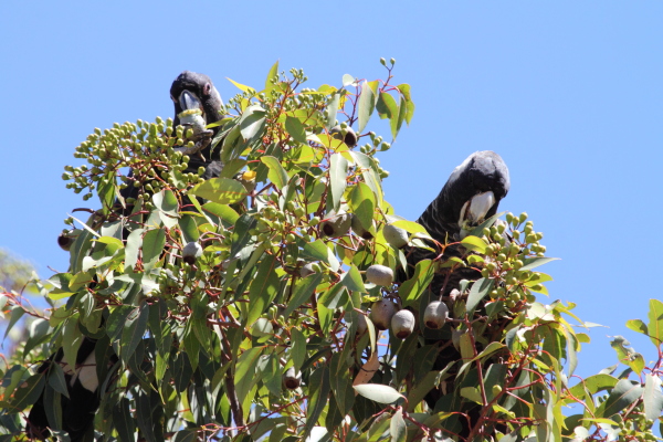 Researching Carnaby's Cockatoo: Spectacular flowering Marri