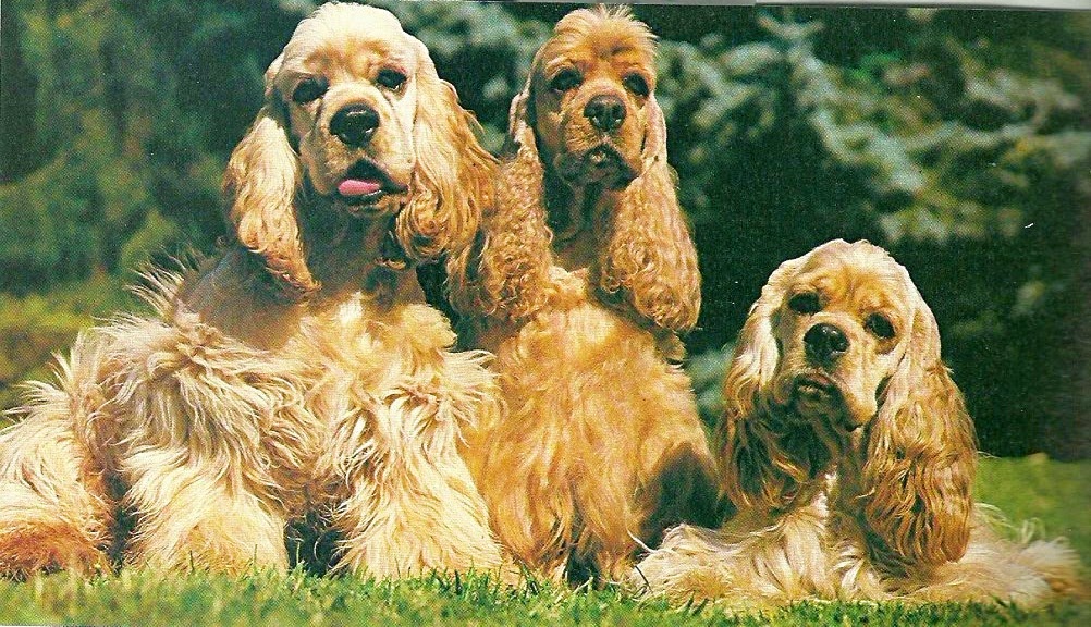 Cocker spaniel americano | WIKI PERROS