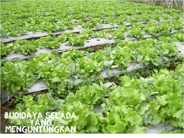 Cara Budidaya Selada Yang Menguntungkan!