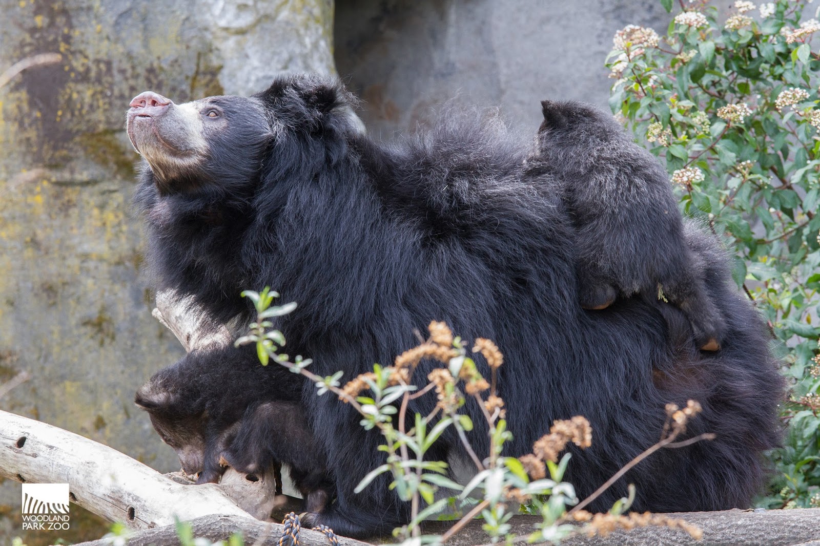 Camera trap footage from the wild reveals sloth bear mama and three ...