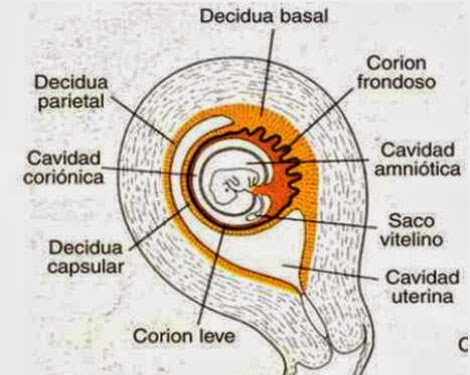 Embriología ENMH: Práctica 5 Anatomía de Placenta