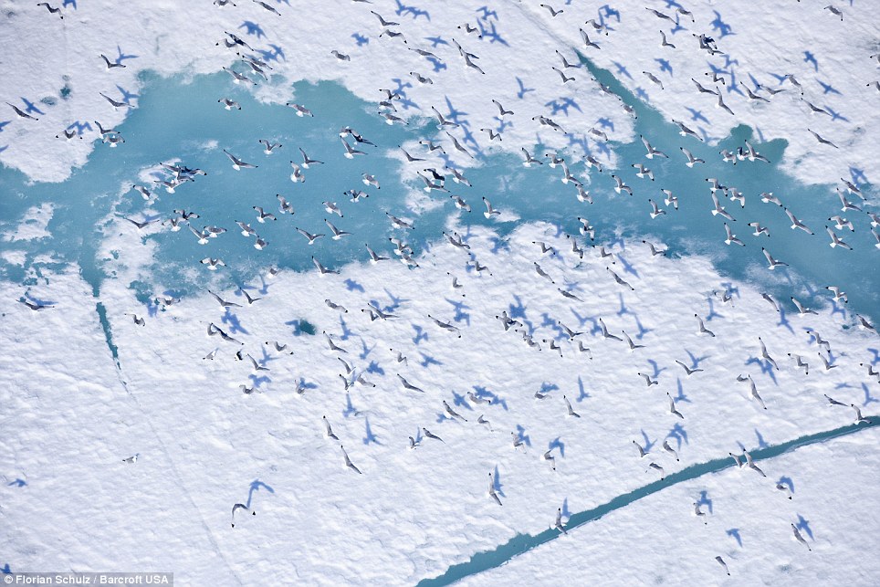 The animal zone: Birds of a feather flocking together: Awesome ...