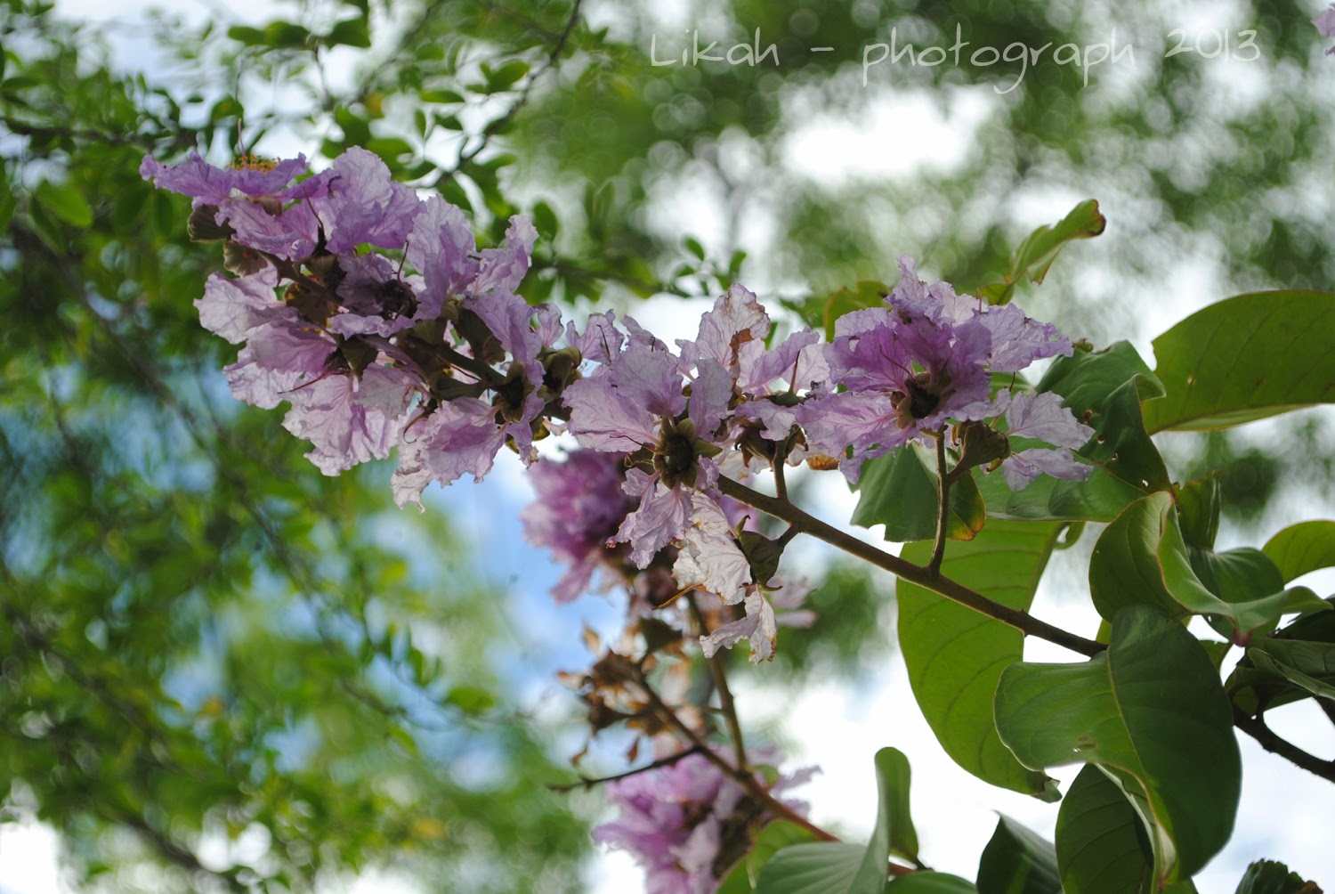 Bunga Sakura Di Indonesia Jenis Bunga Taman Dengan Perawatan Yang Mudah ...