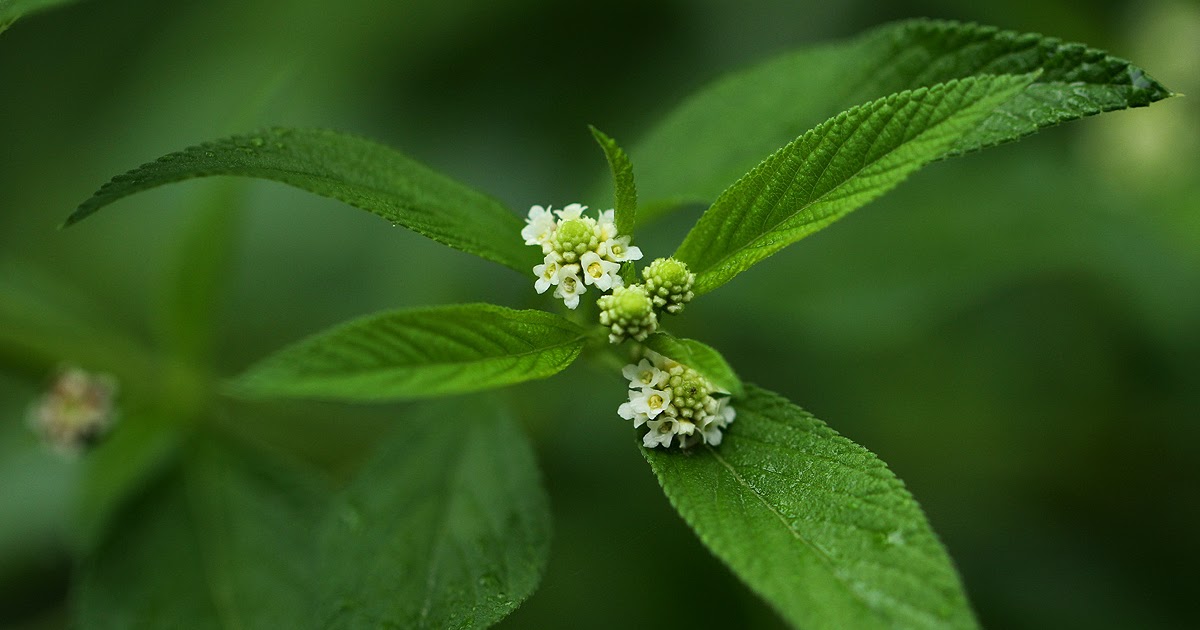 Health Benefits Of Zumbani And All You Need To Know About The Plant!