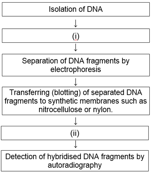 Welcome to the Living World: Molecular Basis of Inheritance | Class 12 ...