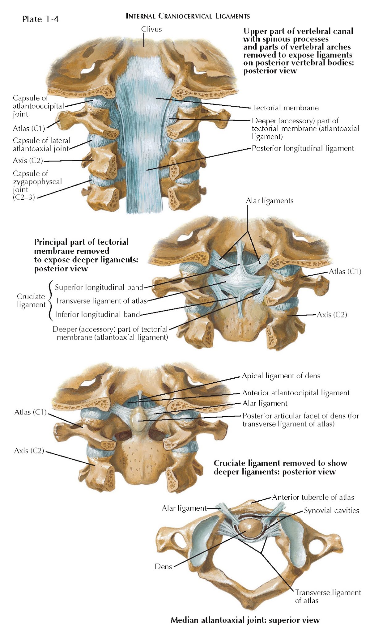 ANATOMY OF CRANIOCERVICAL JUNCTION - pediagenosis