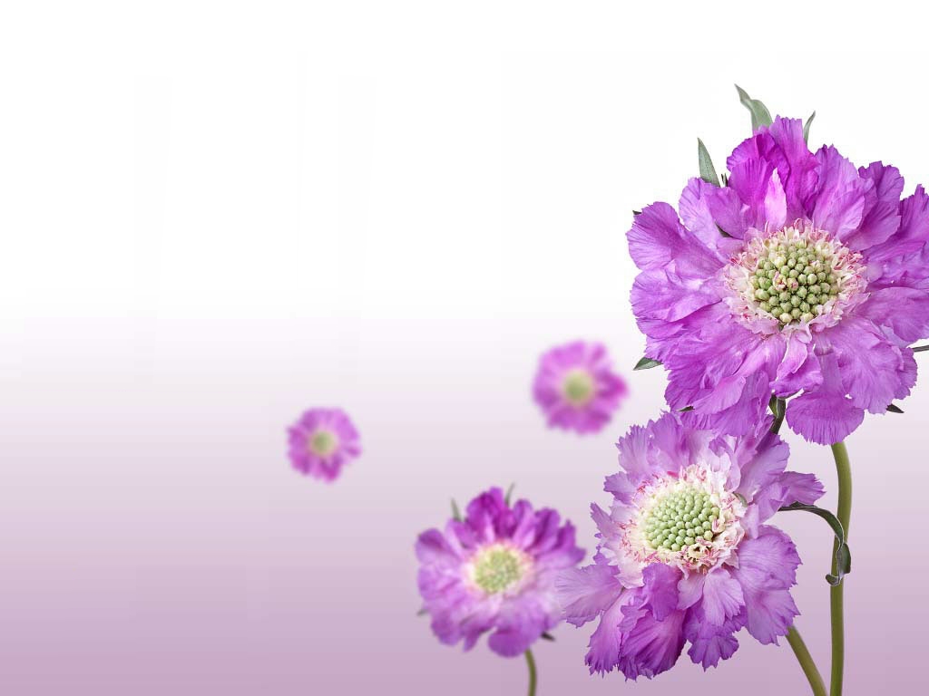 31+ Ide Background Kartu Nama Bunga, Background Bunga