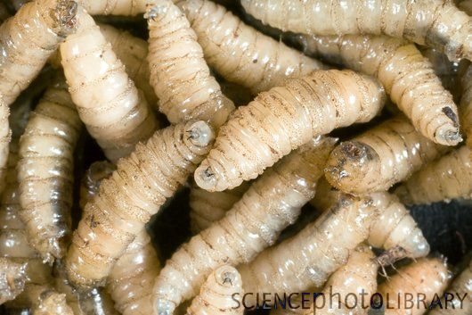 Animals Help Heal: Lovely, Little, Flesh Eaters