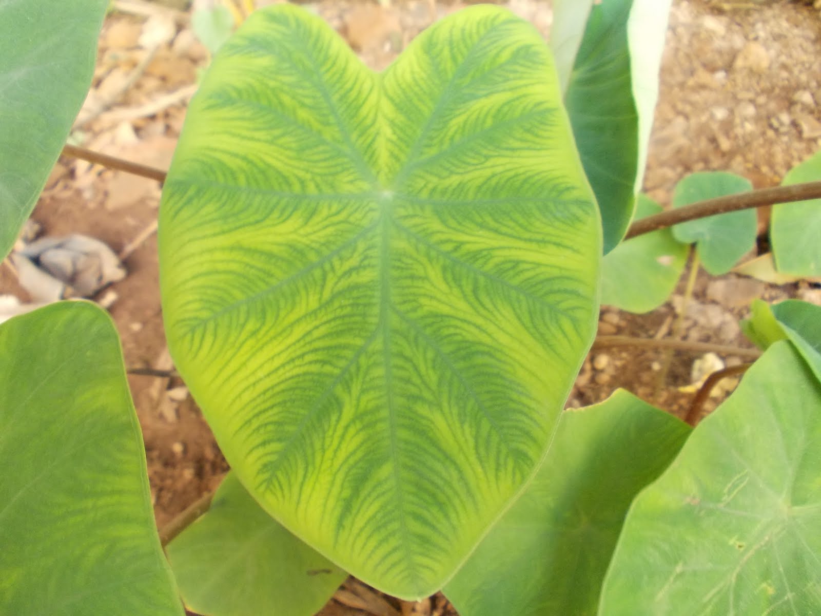 Speaking Pictures: May 2011