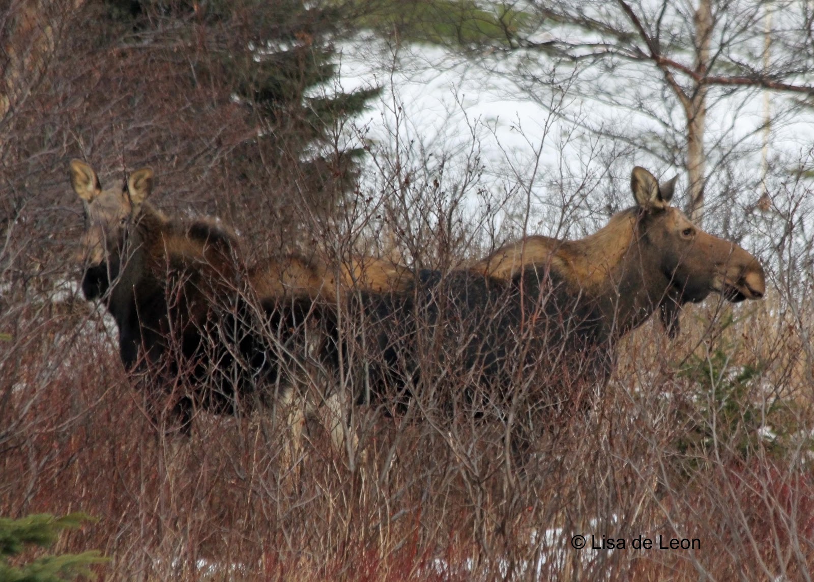 Birding with Lisa de Leon: Bruce the Moose