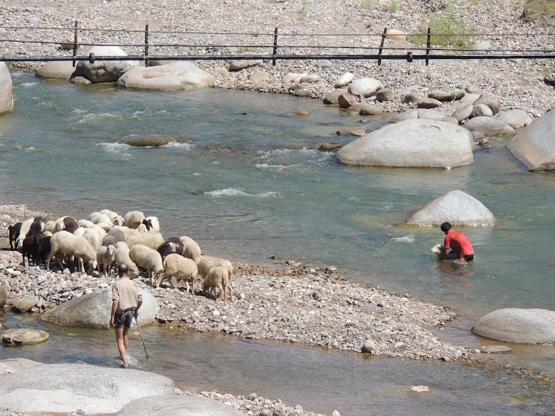 How to bathe a sheep - a step by step guide :D