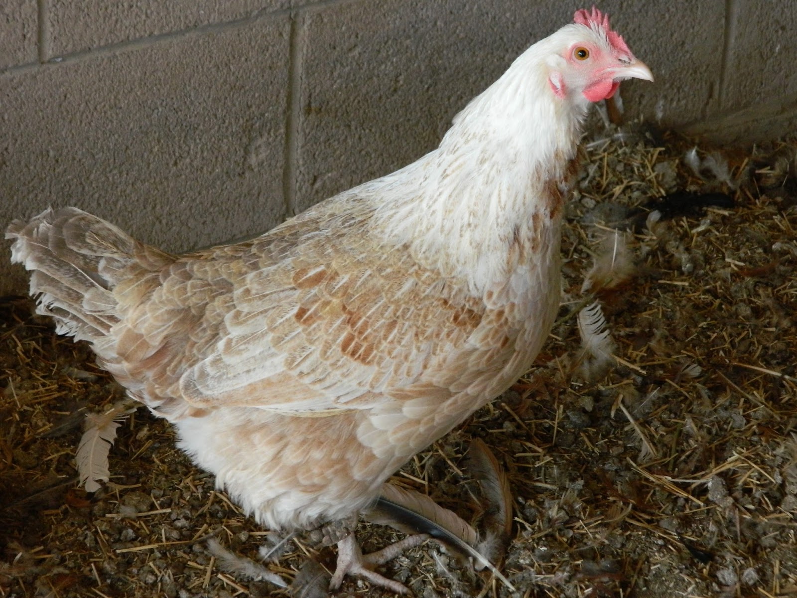 Aloha Chickens: A Tale Of Blue Chickies