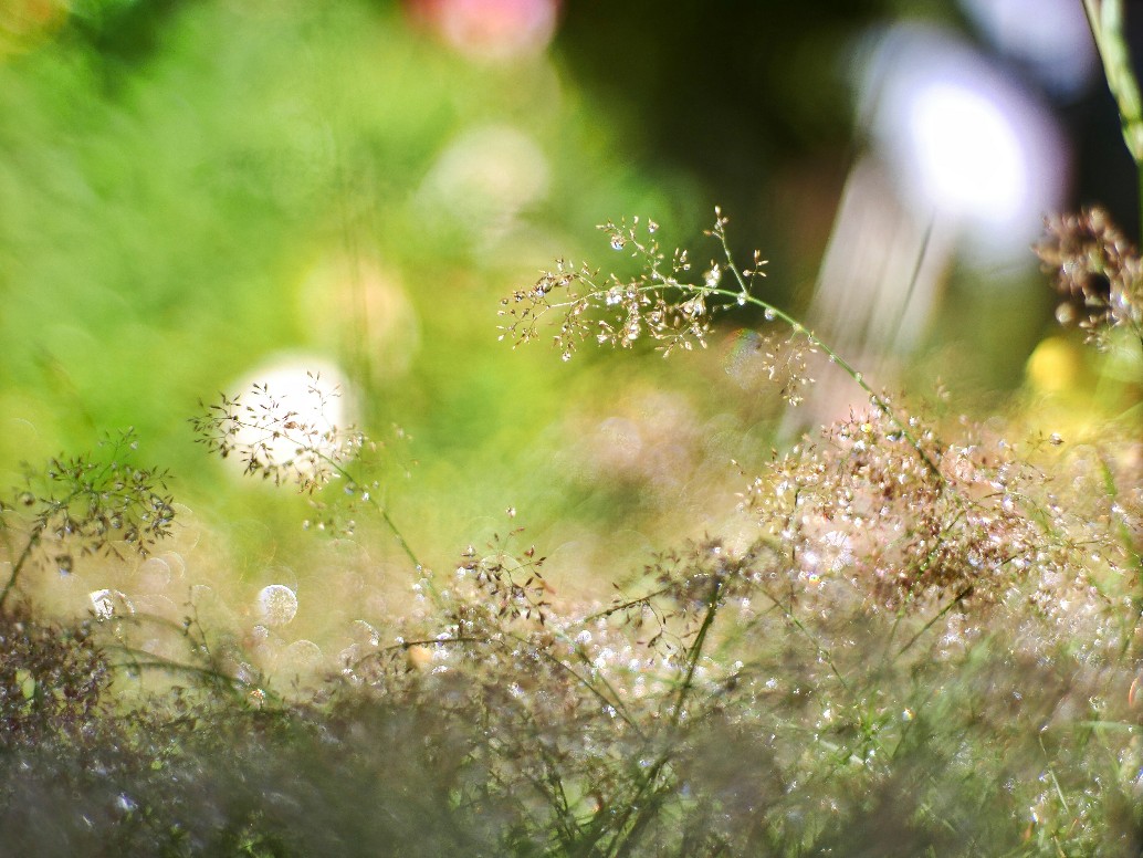 Fotografie....: Mein Garten im Regen